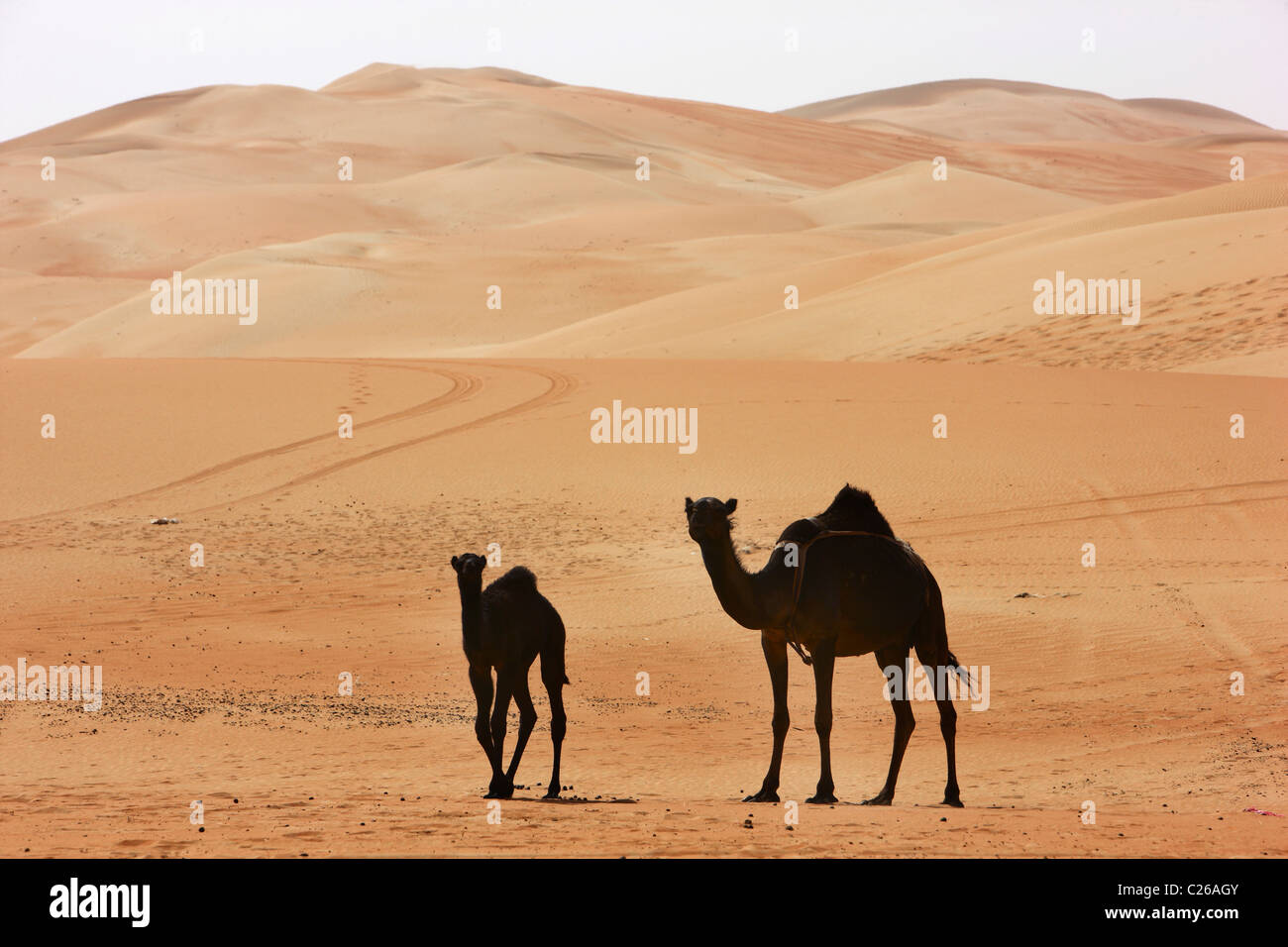Camel farm in Abu Dhabi, United Arab Emirates Stock Photo - Alamy