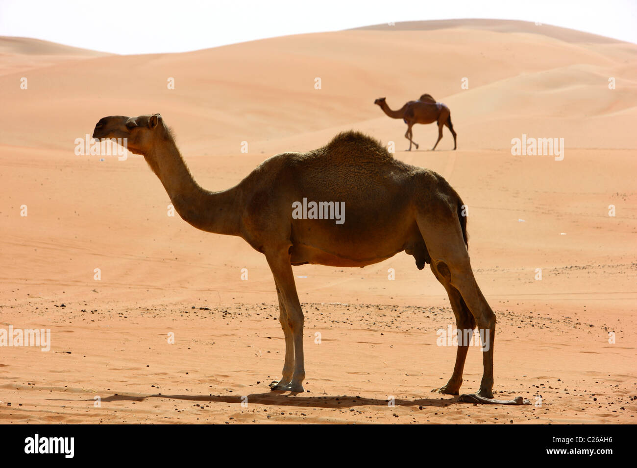 Camel farm in Abu Dhabi, United Arab Emirates Stock Photo - Alamy