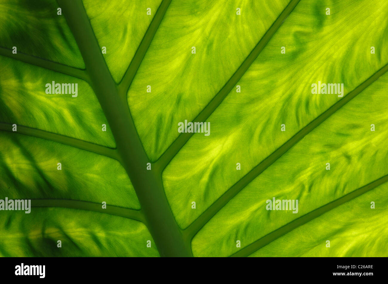 The veins of a leaf Stock Photo - Alamy