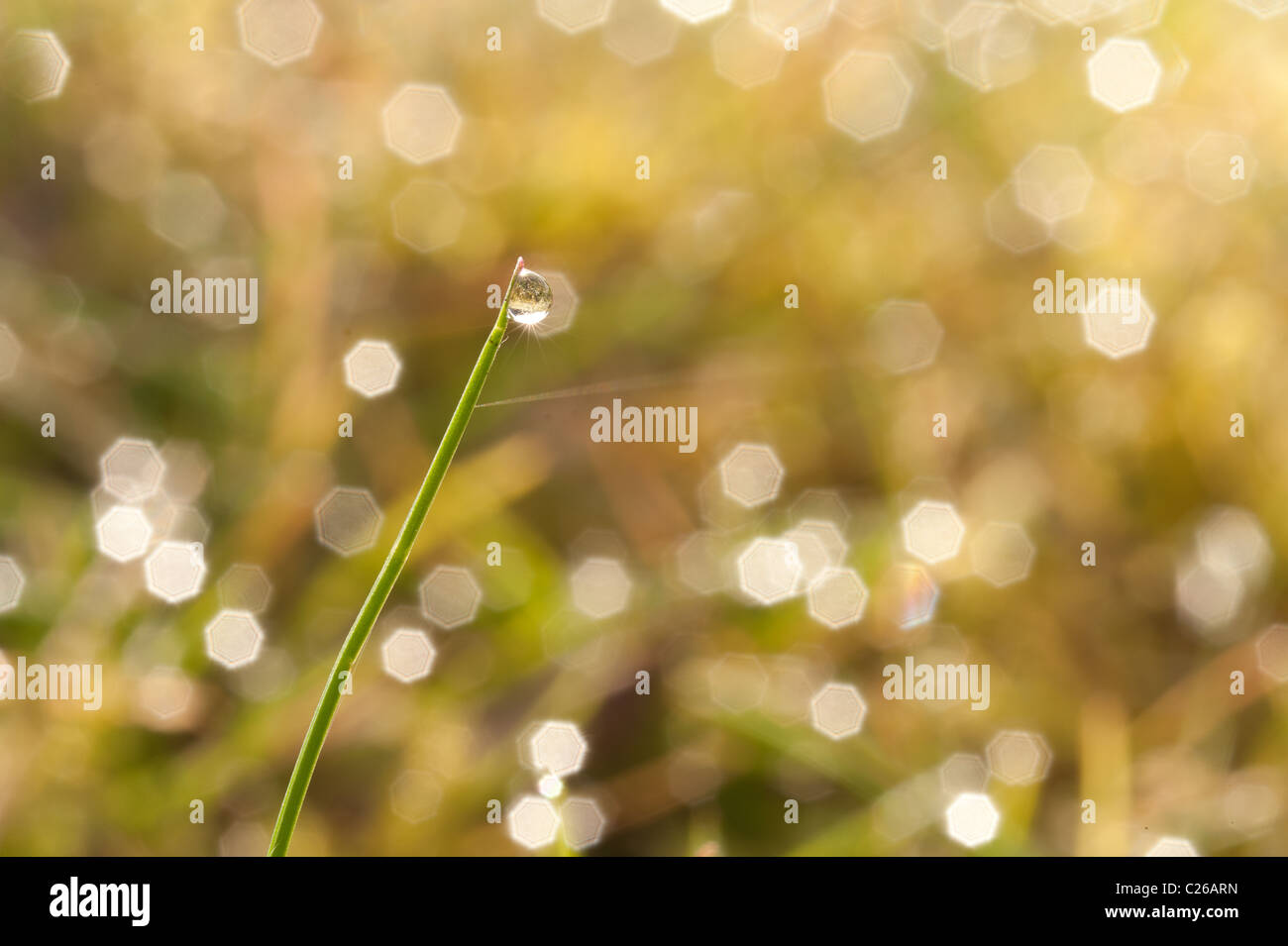 Morning dew backlit by early rising sun on new grass Stock Photo - Alamy