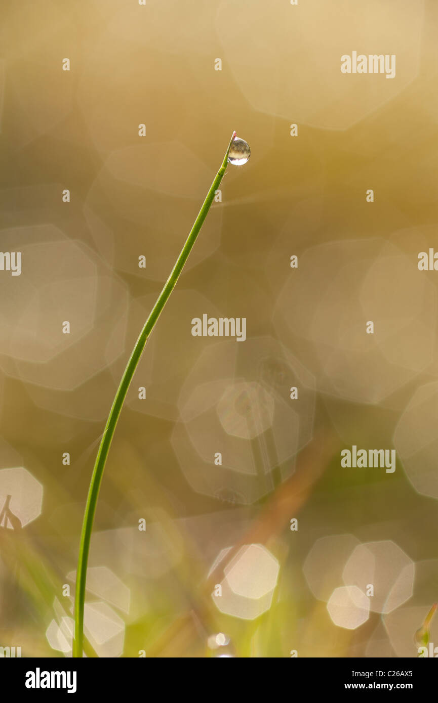 Morning dew backlit by early rising sun on new grass Stock Photo - Alamy