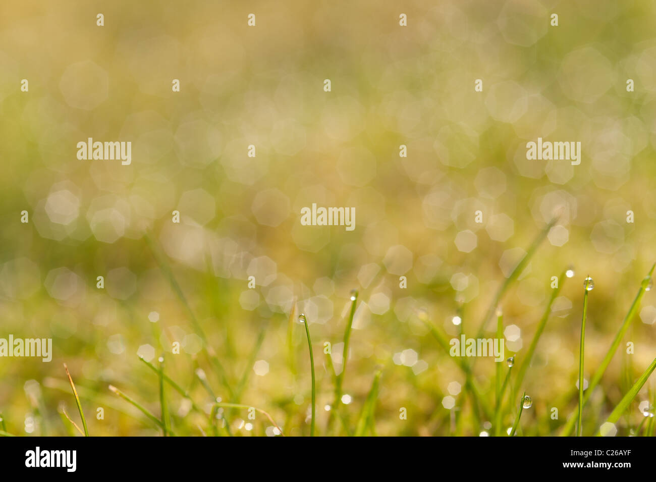 Morning dew backlit by early rising sun on new grass Stock Photo - Alamy