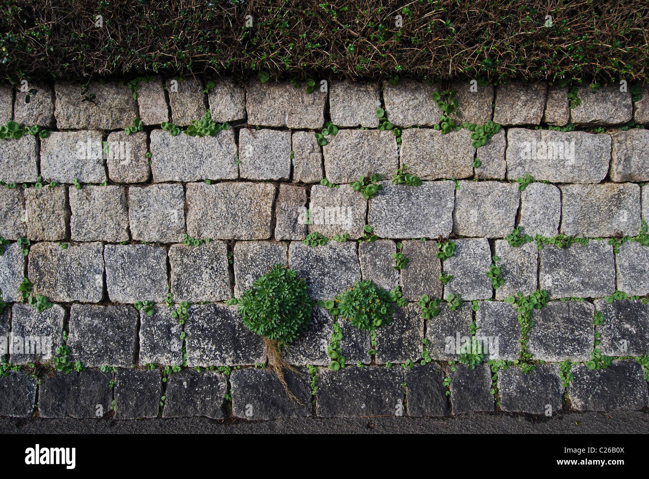 Pretty wall in falmouth cornwall Stock Photo - Alamy