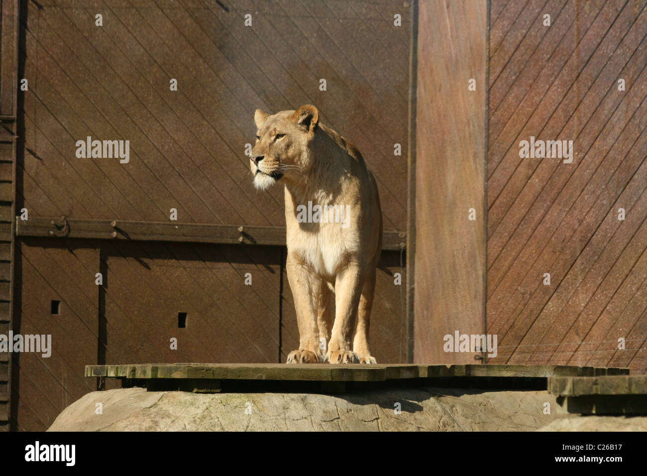 A female lion, standing Stock Photo - Alamy