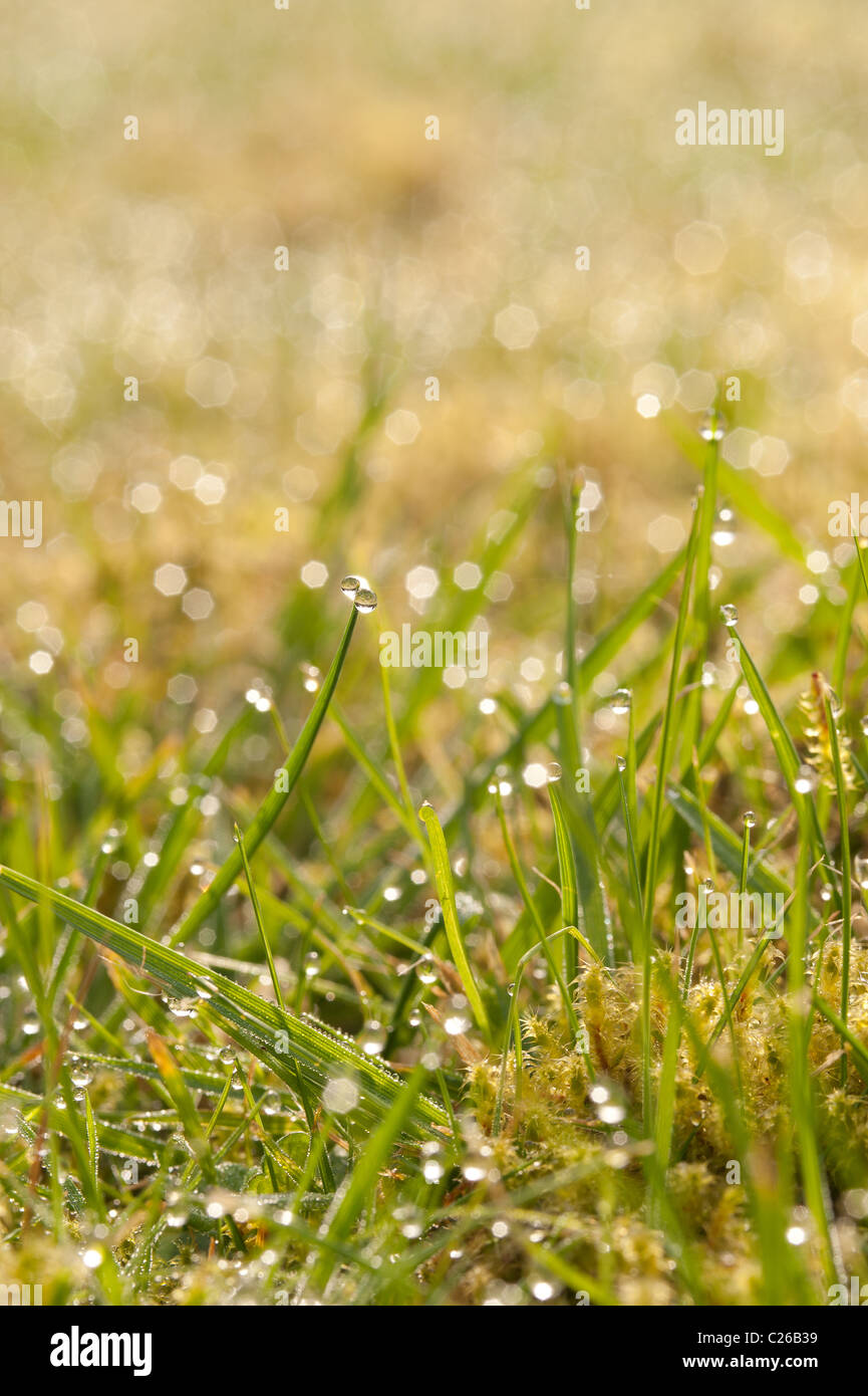 Morning dew backlit by early rising sun on new grass Stock Photo - Alamy