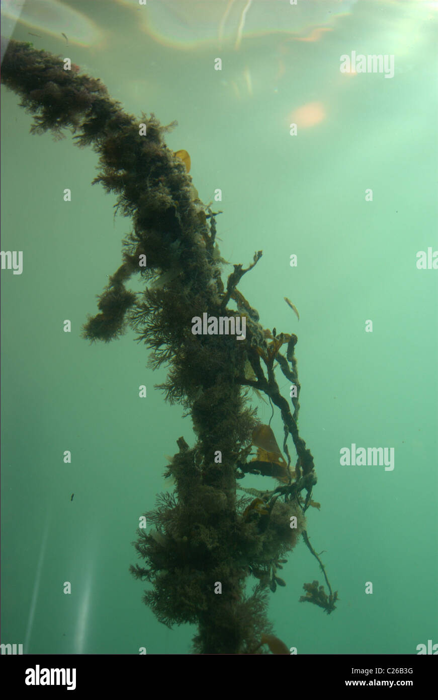 Seaweed covered rope through tidal window at National Maritime Museum ...