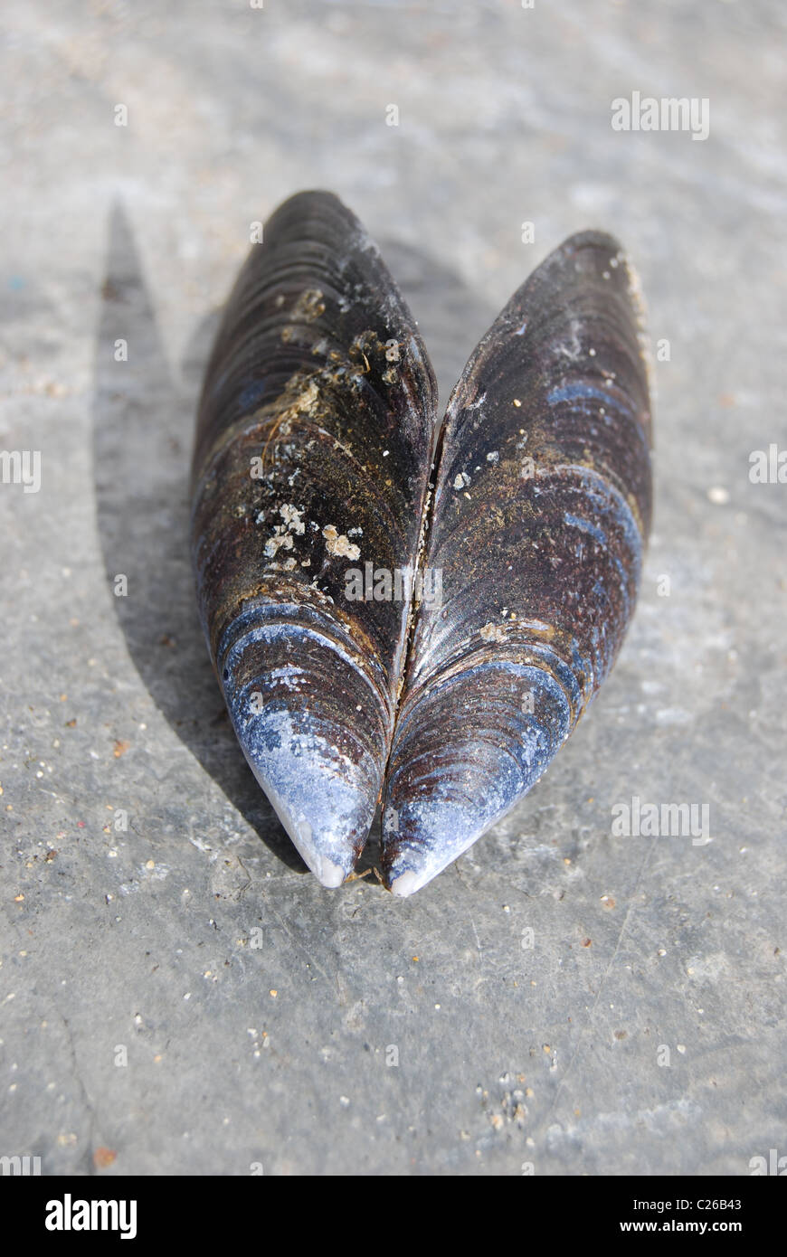 Open Mussel Shell High Resolution Stock Photography and Images - Alamy