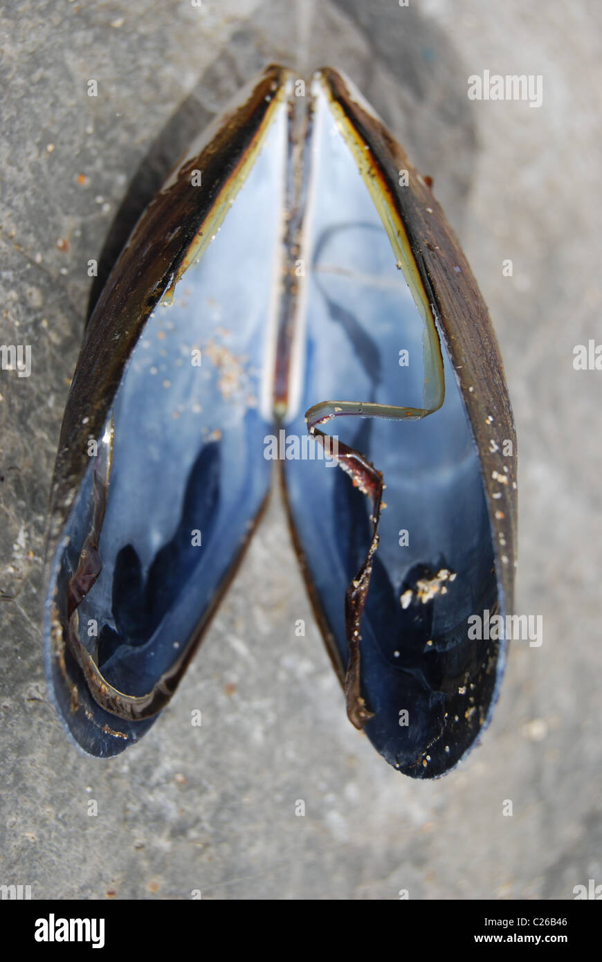 Inside mussel shell hi-res stock photography and images - Alamy