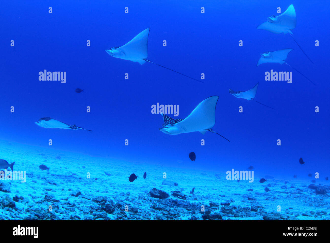 Rays fish hi-res stock photography and images - Alamy