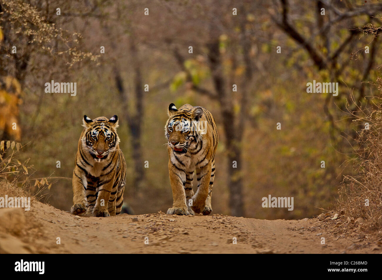 Two tigers walking on the forest tracks of Ranthambore tiger reserve ...