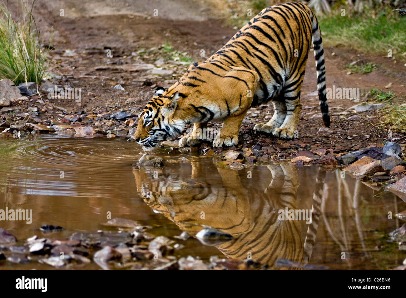 Tiger drinking from a water hole in Ranthambhore Stock Photo - Alamy