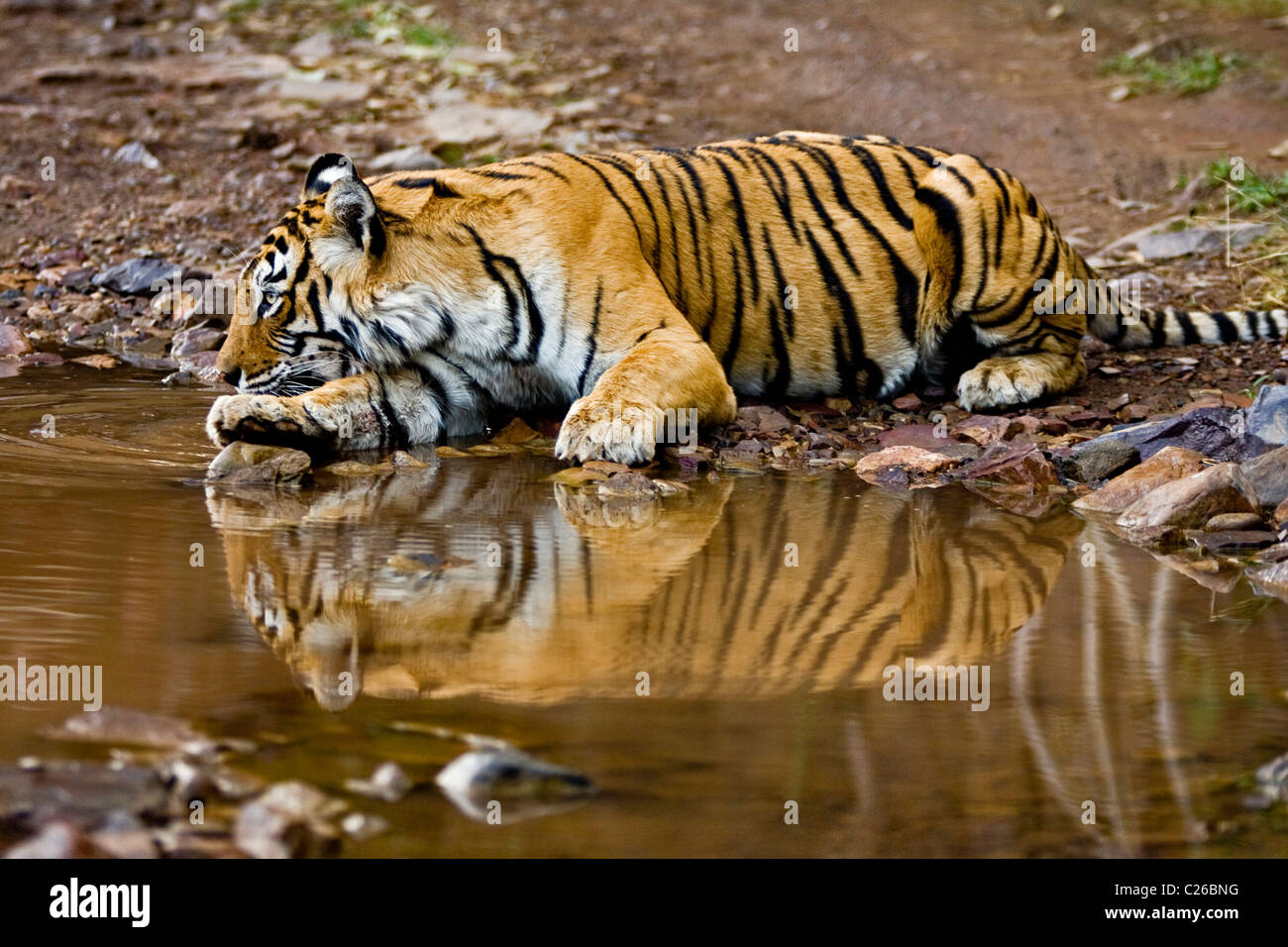Tiger Water High Resolution Stock Photography and Images - Alamy