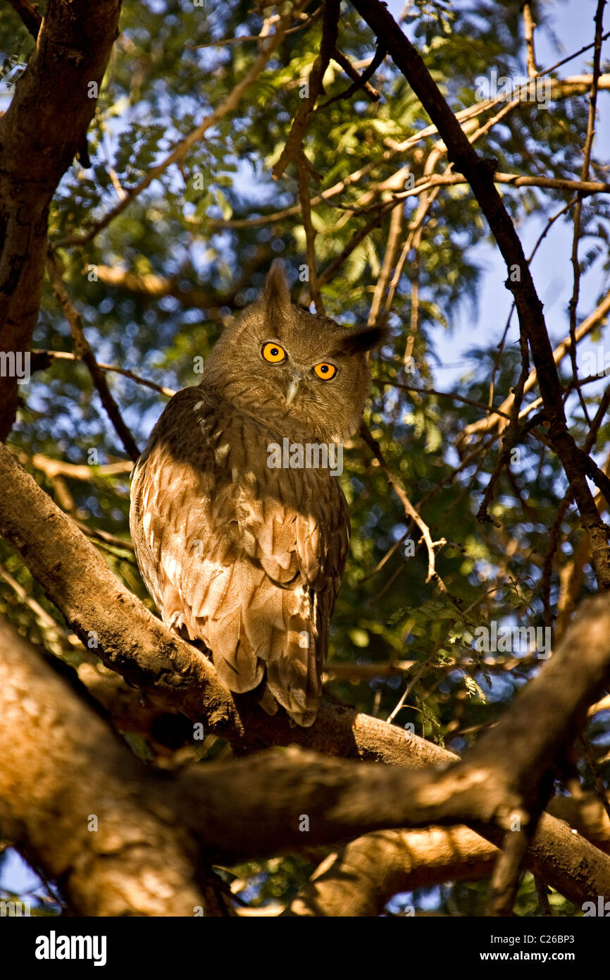 Dusky Eagle-owl (Bubo coromandus) sitting on a tree in Ranthambore ...