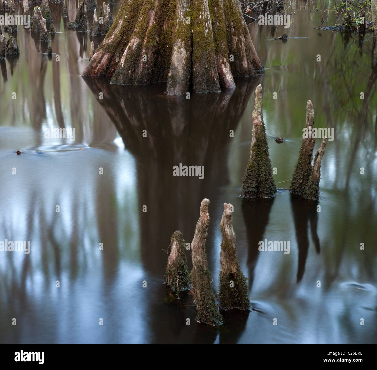 Cypress knee hi-res stock photography and images - Alamy