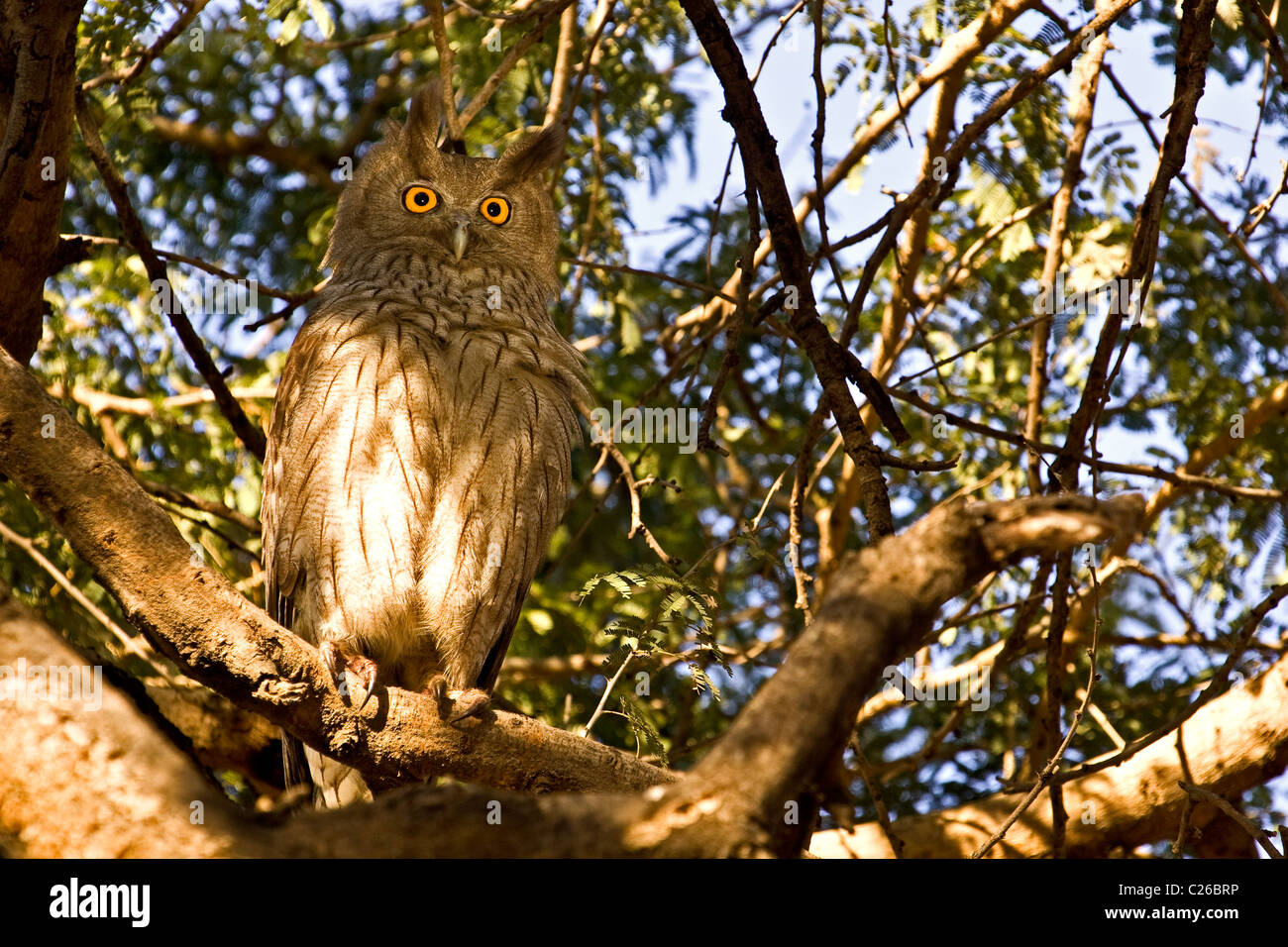 Dusky eagle owl hi-res stock photography and images - Alamy