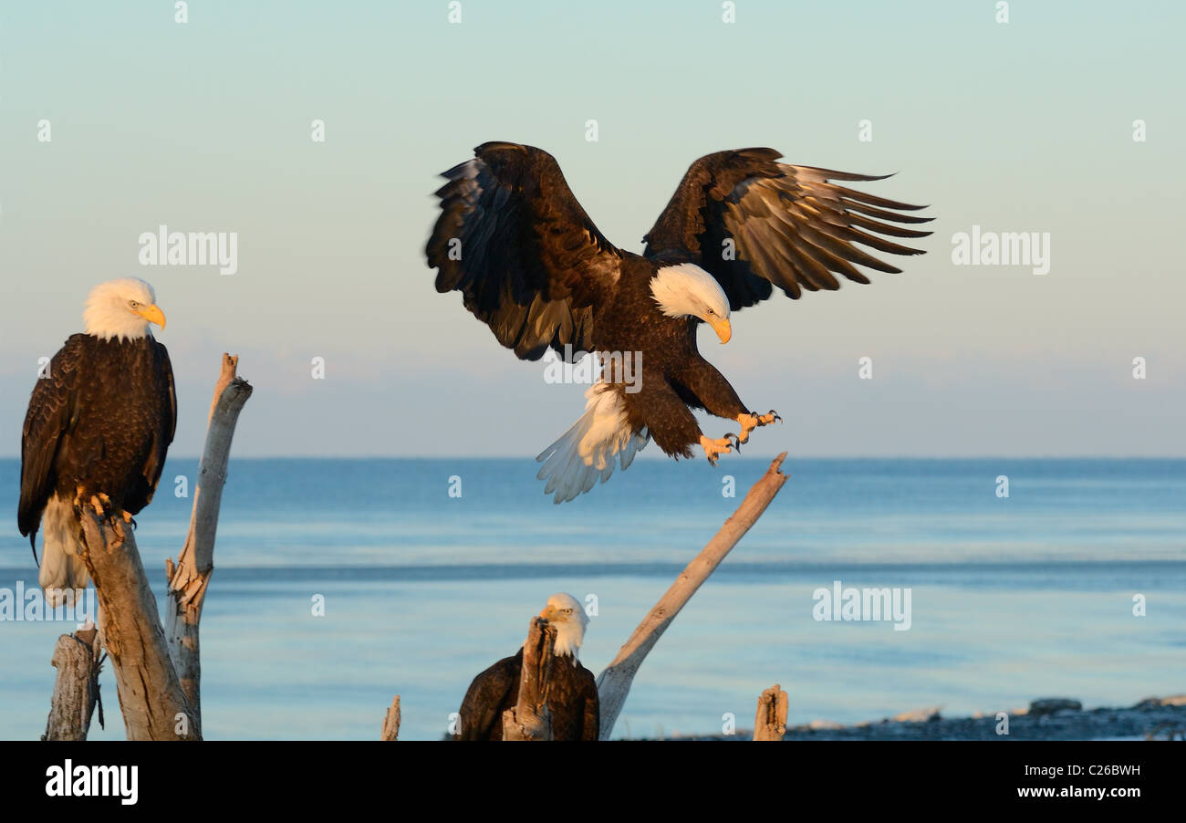 Mature bald eagle landing in water hi-res stock photography and images ...