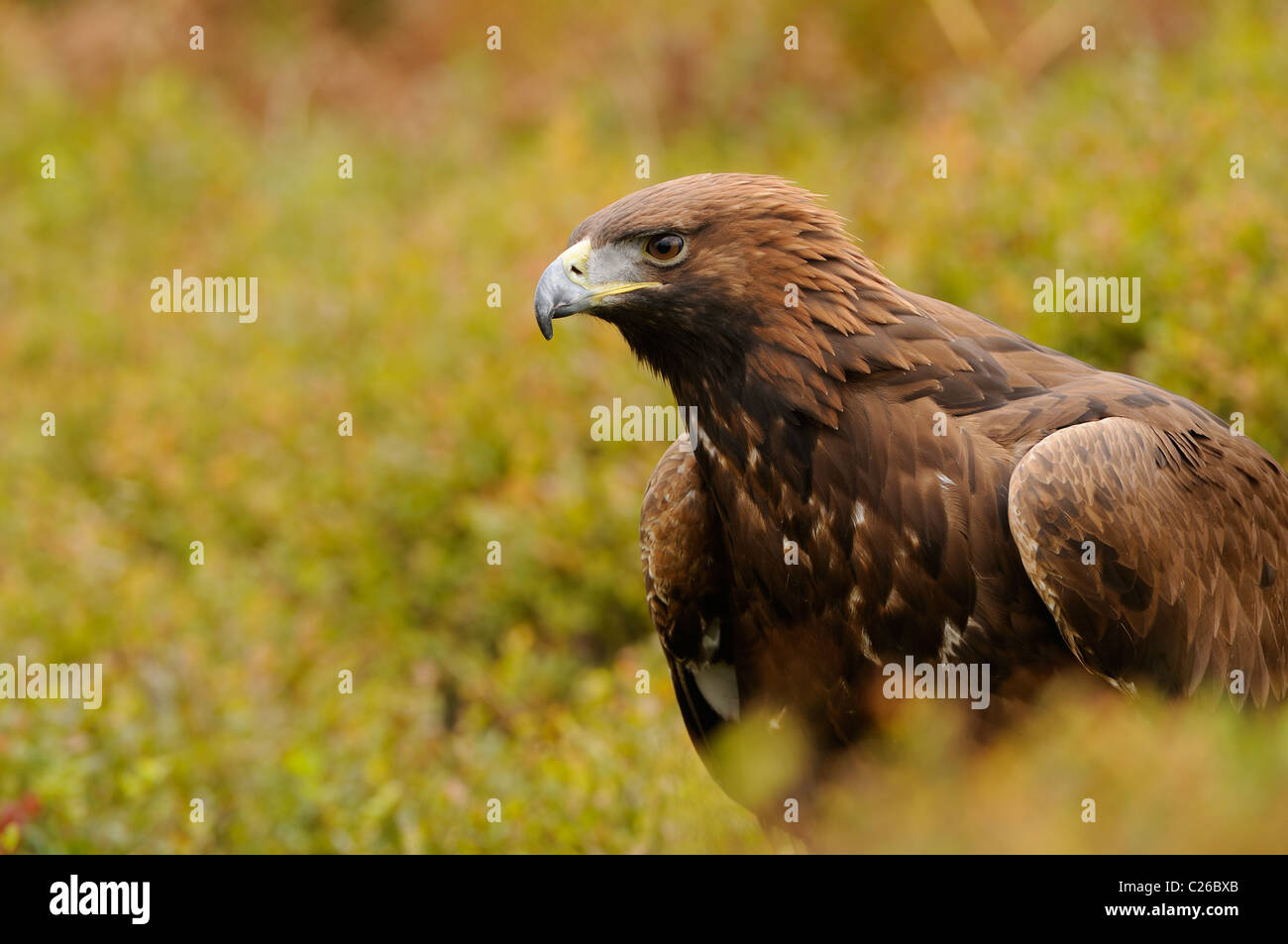 Golden Eagle, in the middle of autumn colored vegetation showing off ...