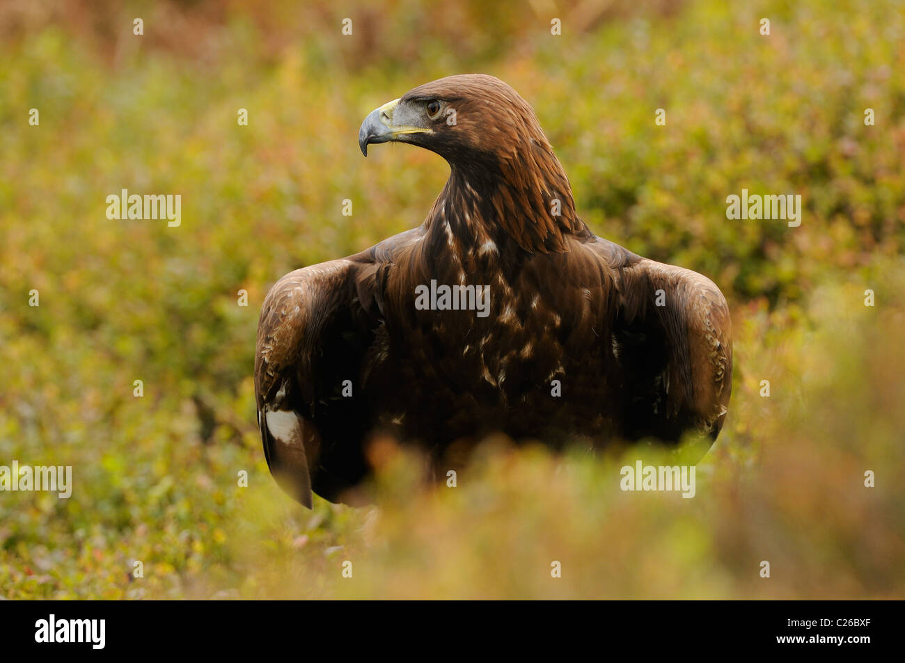Golden Eagle, in the middle of autumn colored vegetation showing off ...