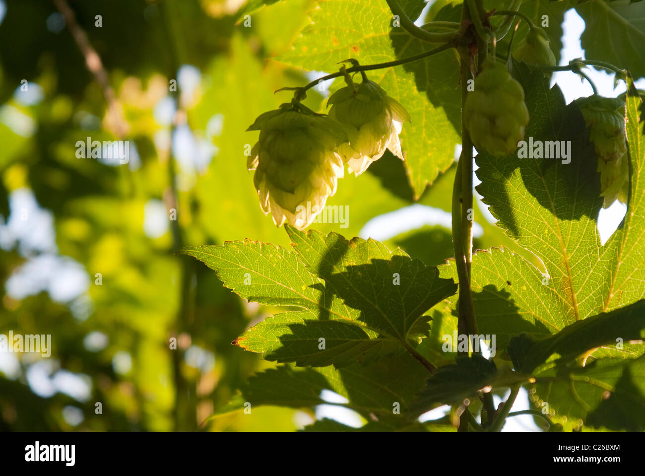 Growing hops plantation of hops Stock Photo - Alamy