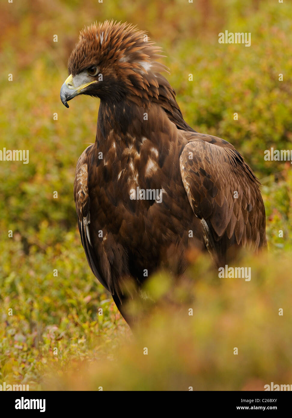 Golden Eagle, in the middle of autumn colored vegetation showing off ...