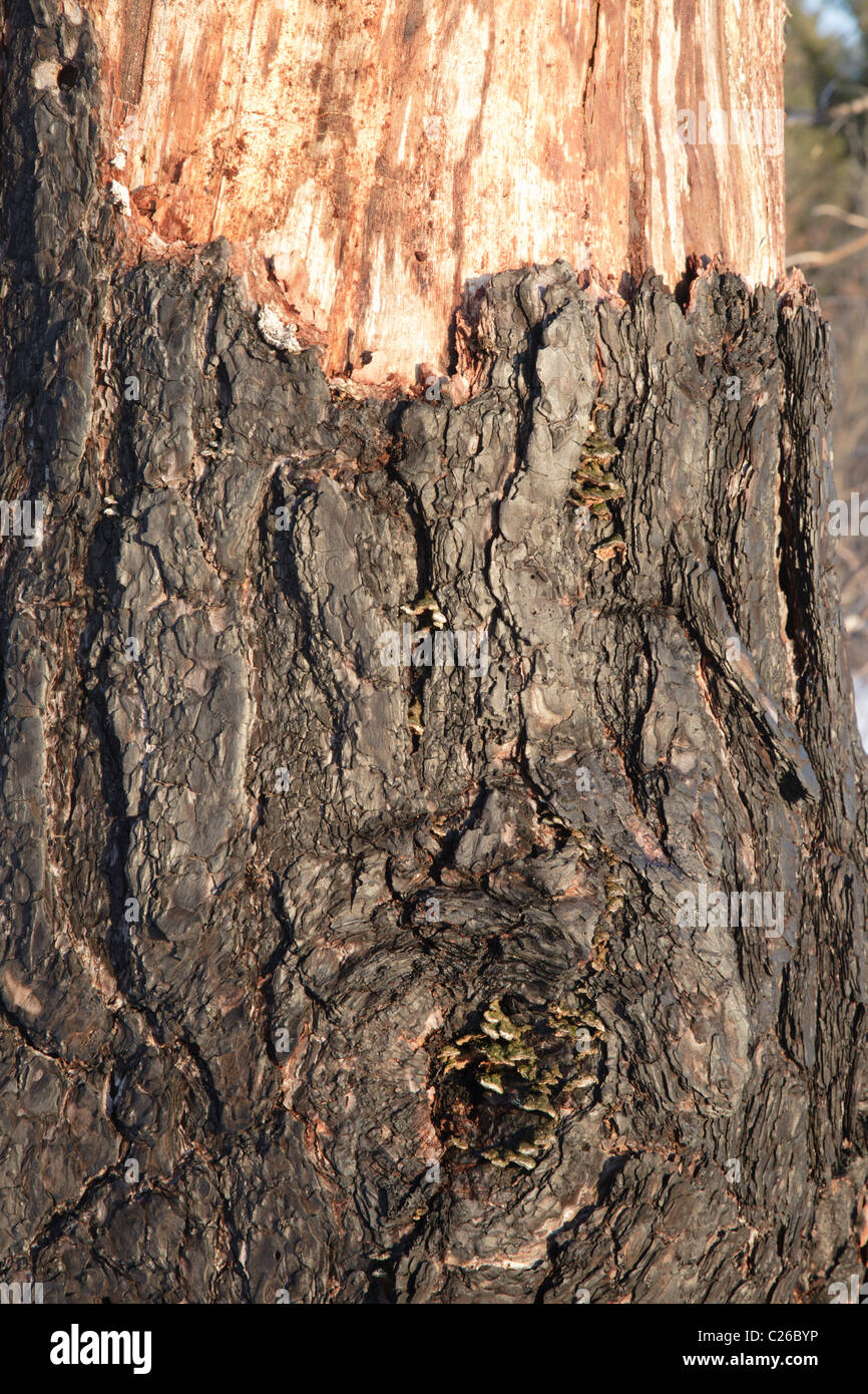 Burnt pine tree hi-res stock photography and images - Alamy