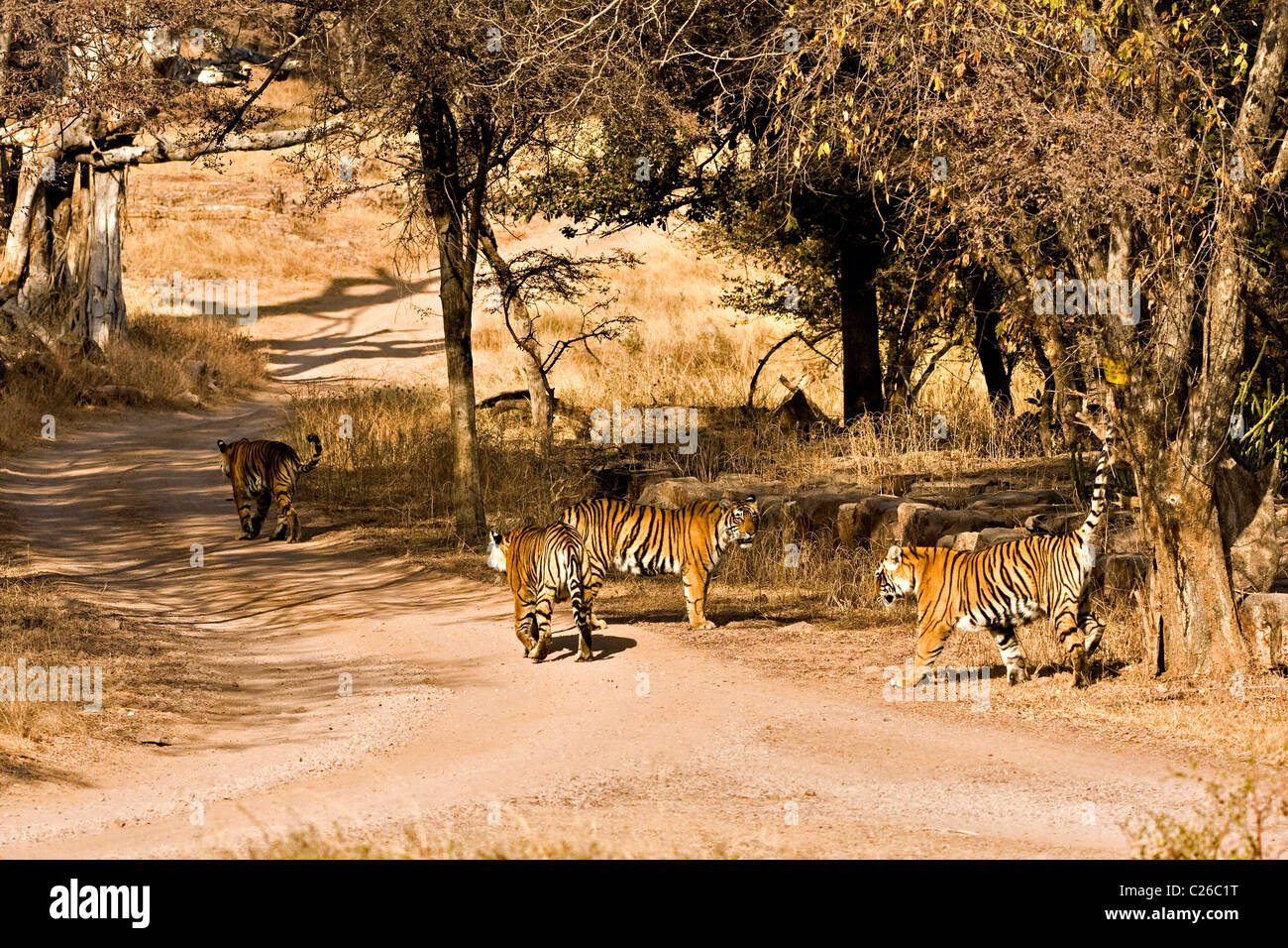 Four tigers hi-res stock photography and images - Alamy