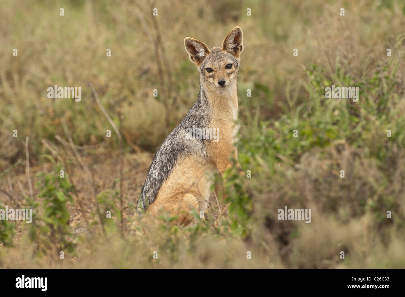 Stock photo of a black-backed jackal on the serengeti savanna Stock ...