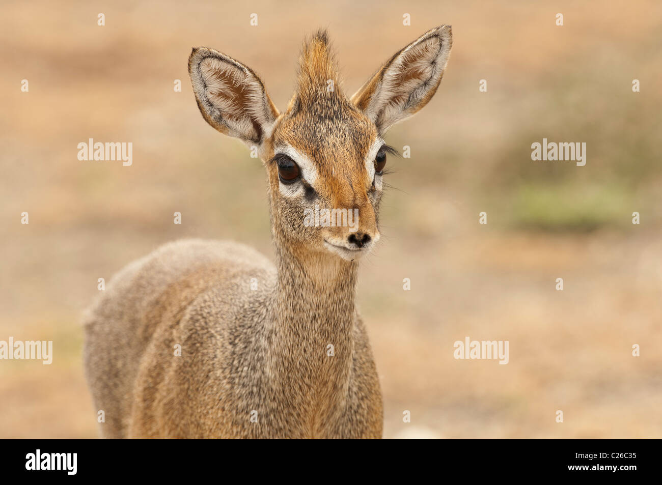 Stock photo closeup image of a dik dik Stock Photo - Alamy
