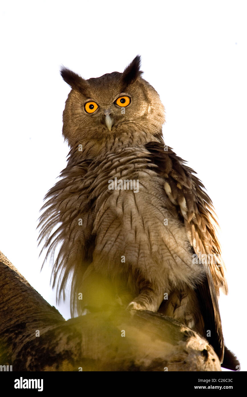 Dusky eagle owl hi-res stock photography and images - Alamy