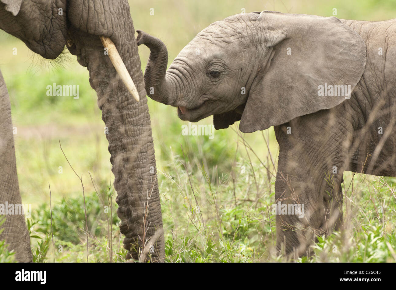 Stock photo of a baby elephant touching his mother's trunk Stock Photo ...