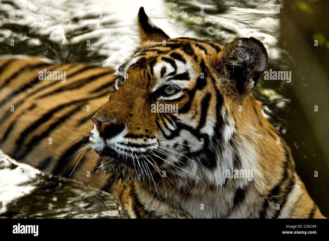 Machali hi-res stock photography and images - Alamy