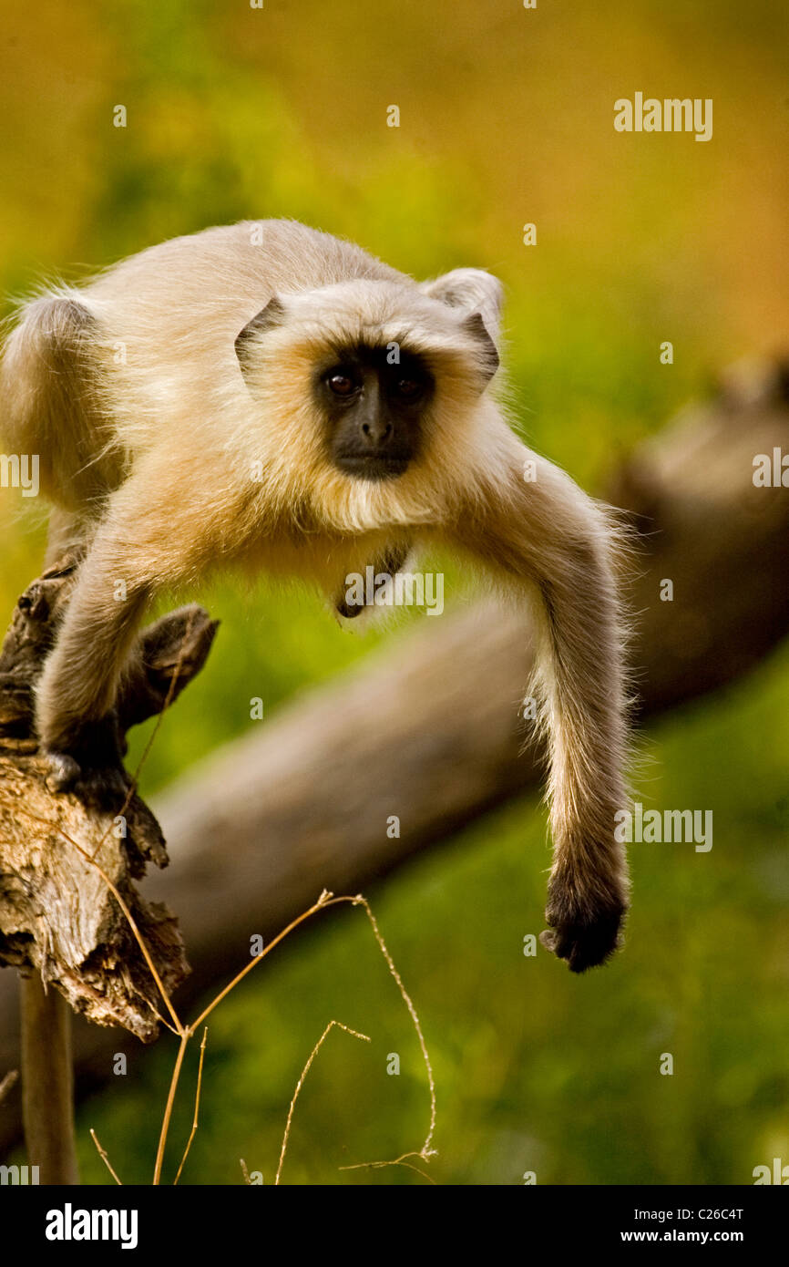 A Langur (Presbytis entellus) leaping from a branch in Ranthambhore ...