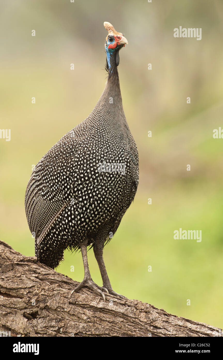 Helmeted guinea fowl hi-res stock photography and images - Alamy