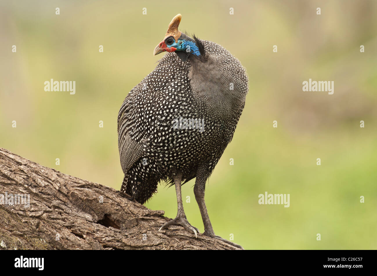 Helmeted helmet hi-res stock photography and images - Alamy