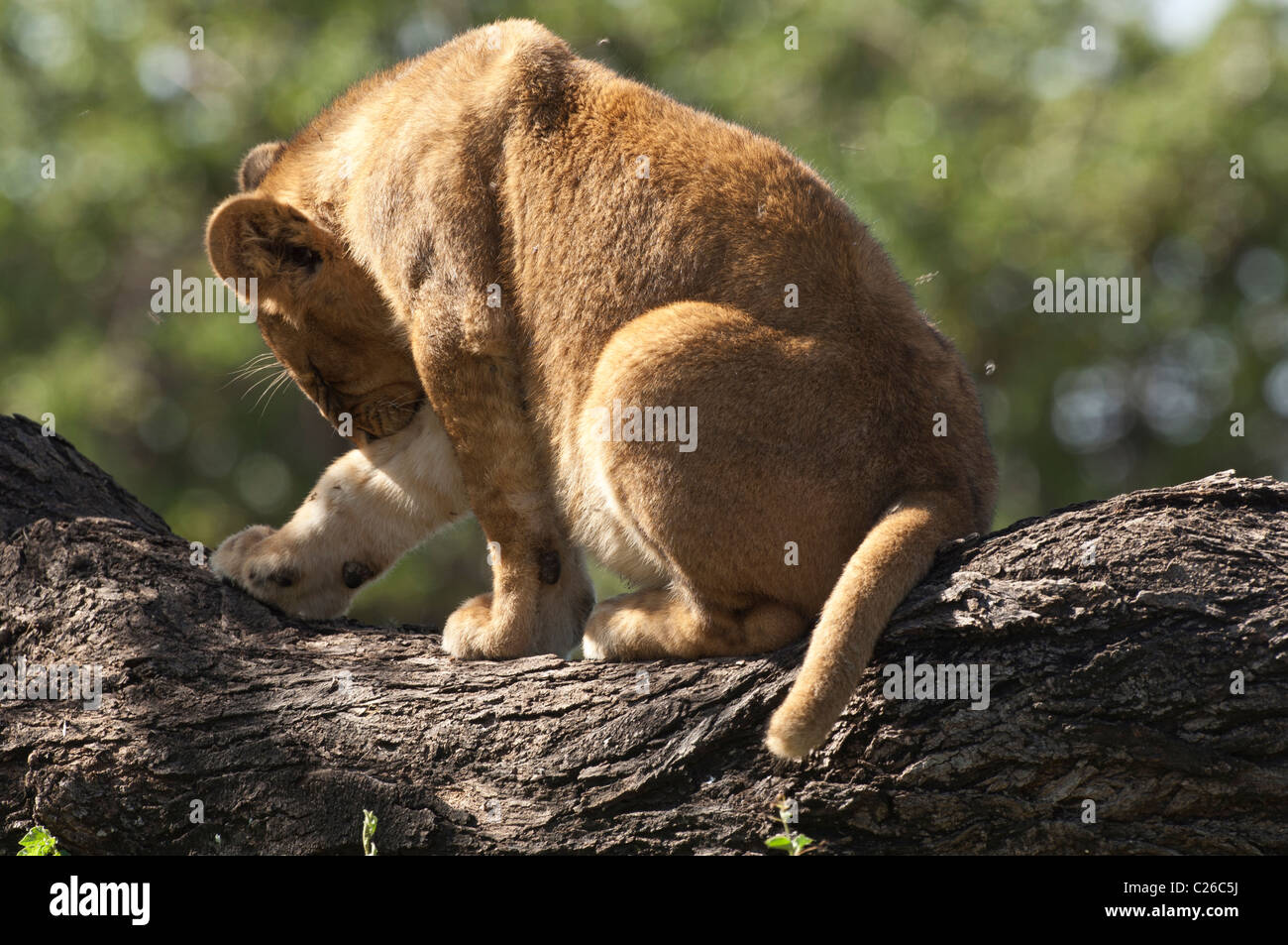 Stock photo of a lion cub bathing himself on a log Stock Photo - Alamy