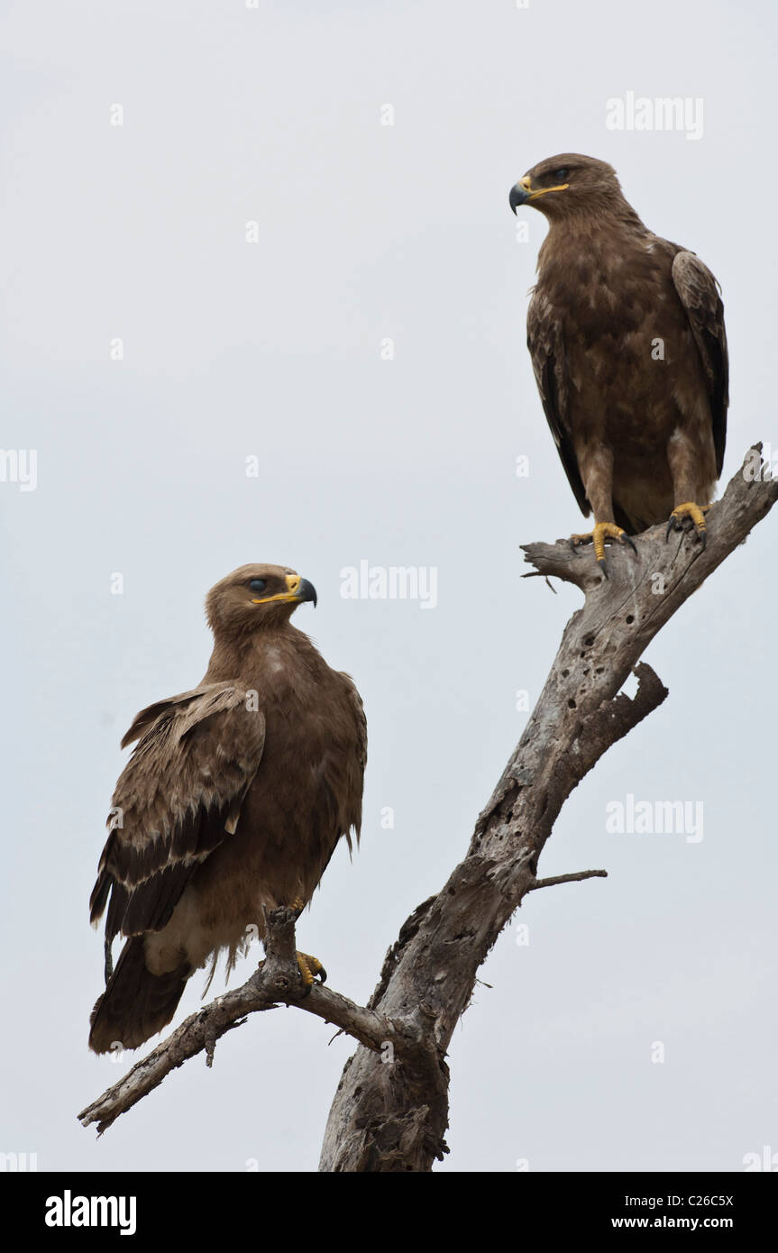 Dead eagle hi-res stock photography and images - Alamy