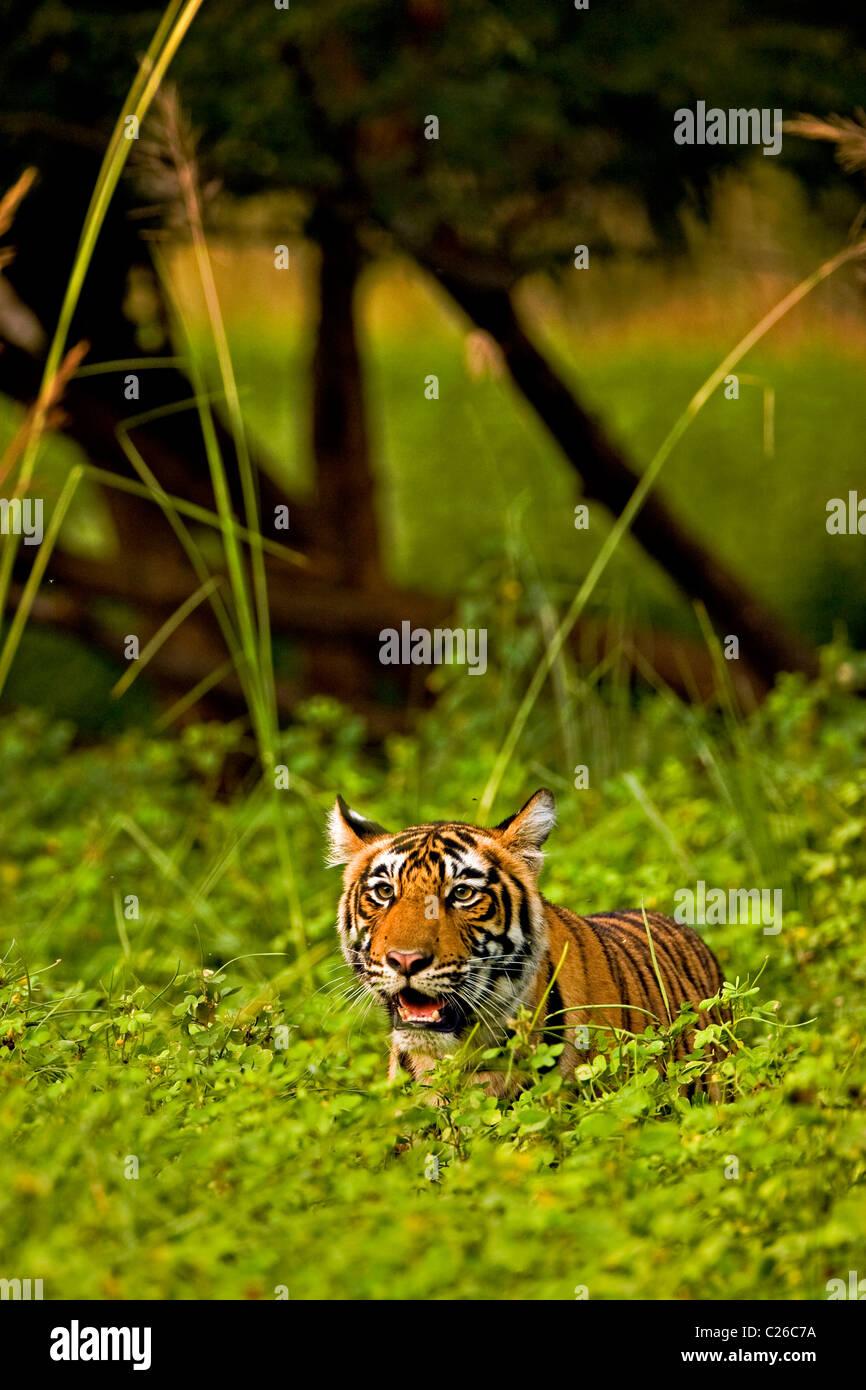 Tiger in monsoon forest hi-res stock photography and images - Alamy