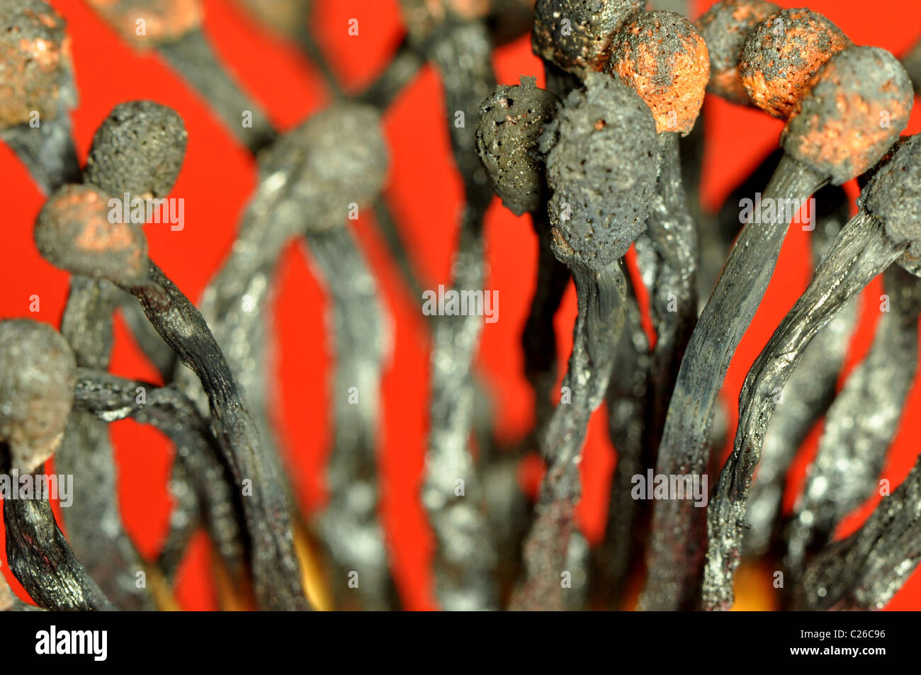 A collection of burnt match sticks on a red background Stock Photo - Alamy
