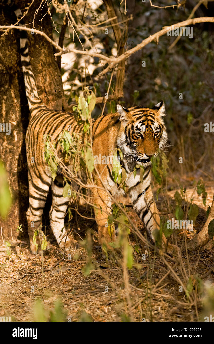 Tiger spray marking hi-res stock photography and images - Alamy