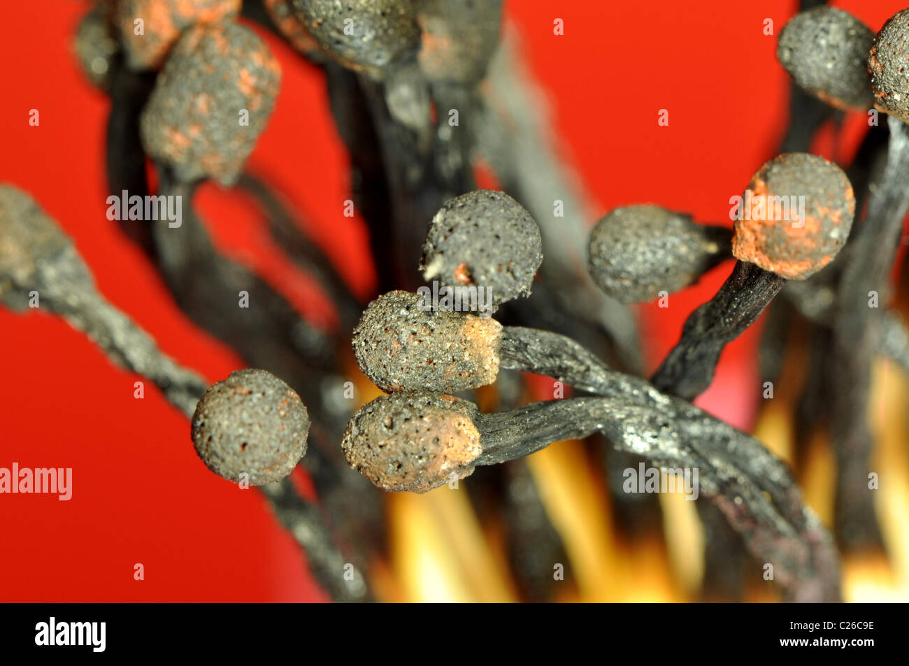 A collection of burnt match sticks on a red background Stock Photo - Alamy