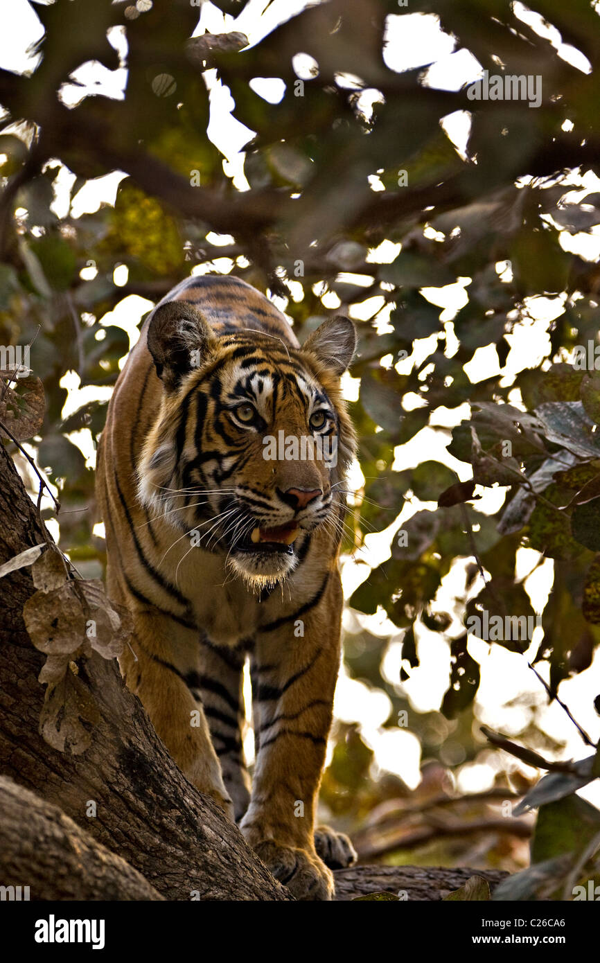 Tiger climbing tree hi-res stock photography and images - Alamy