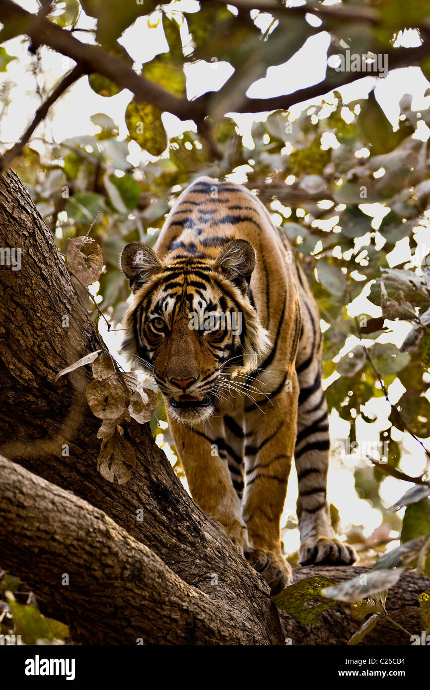 Tiger climbing tree hi-res stock photography and images - Alamy