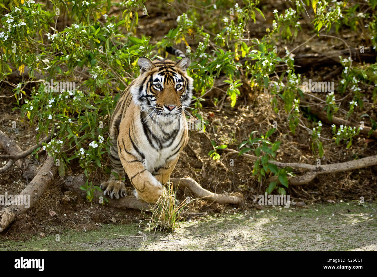 Tiger leap hi-res stock photography and images - Alamy