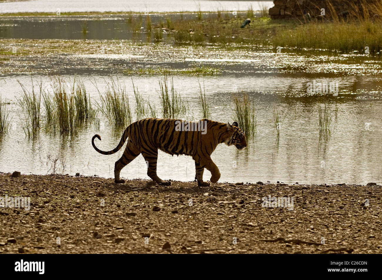 Tiger lake hi-res stock photography and images - Alamy