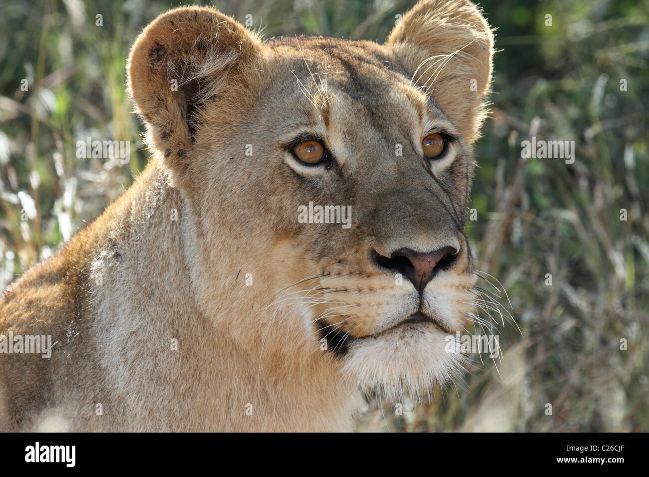 Lion, female head shot Stock Photo - Alamy