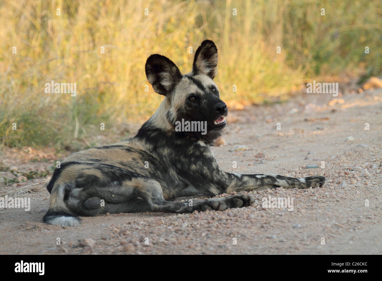 African wild dog on road Stock Photo - Alamy