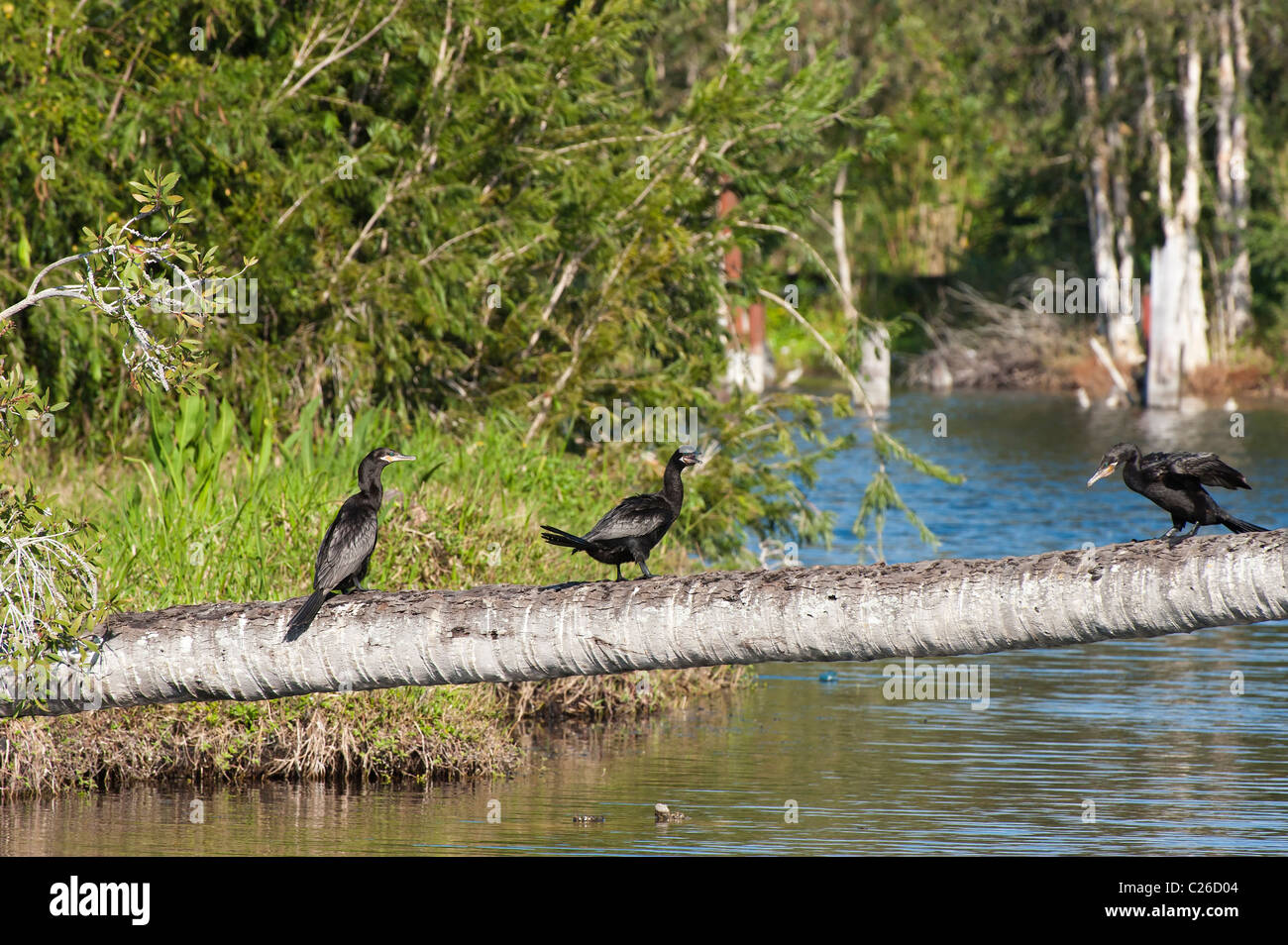 Neotropical Cormorant (Phalacrocorax brasilianus), Cienaga de Zapata ...
