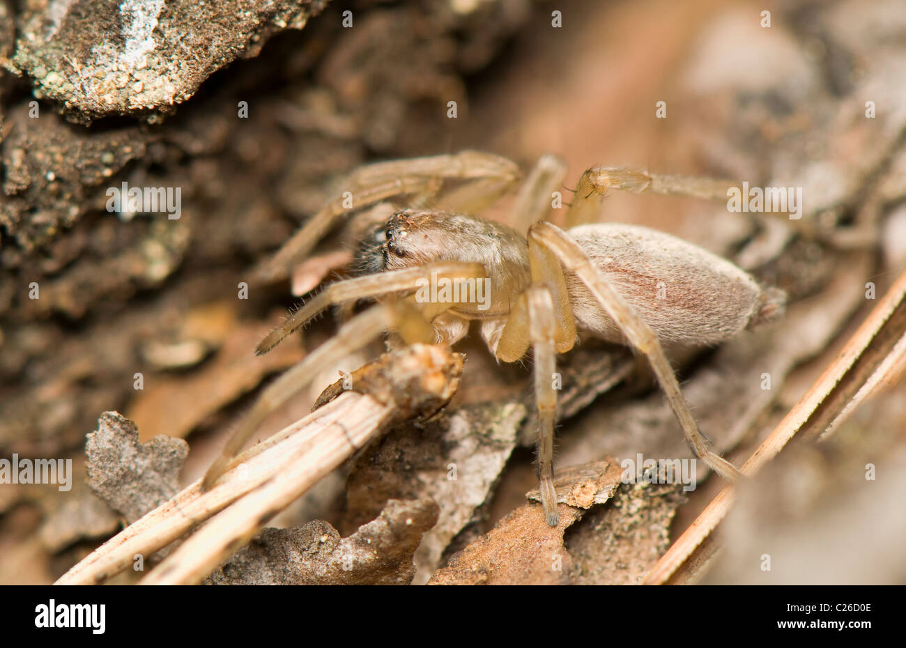Spider clubiona hi-res stock photography and images - Alamy