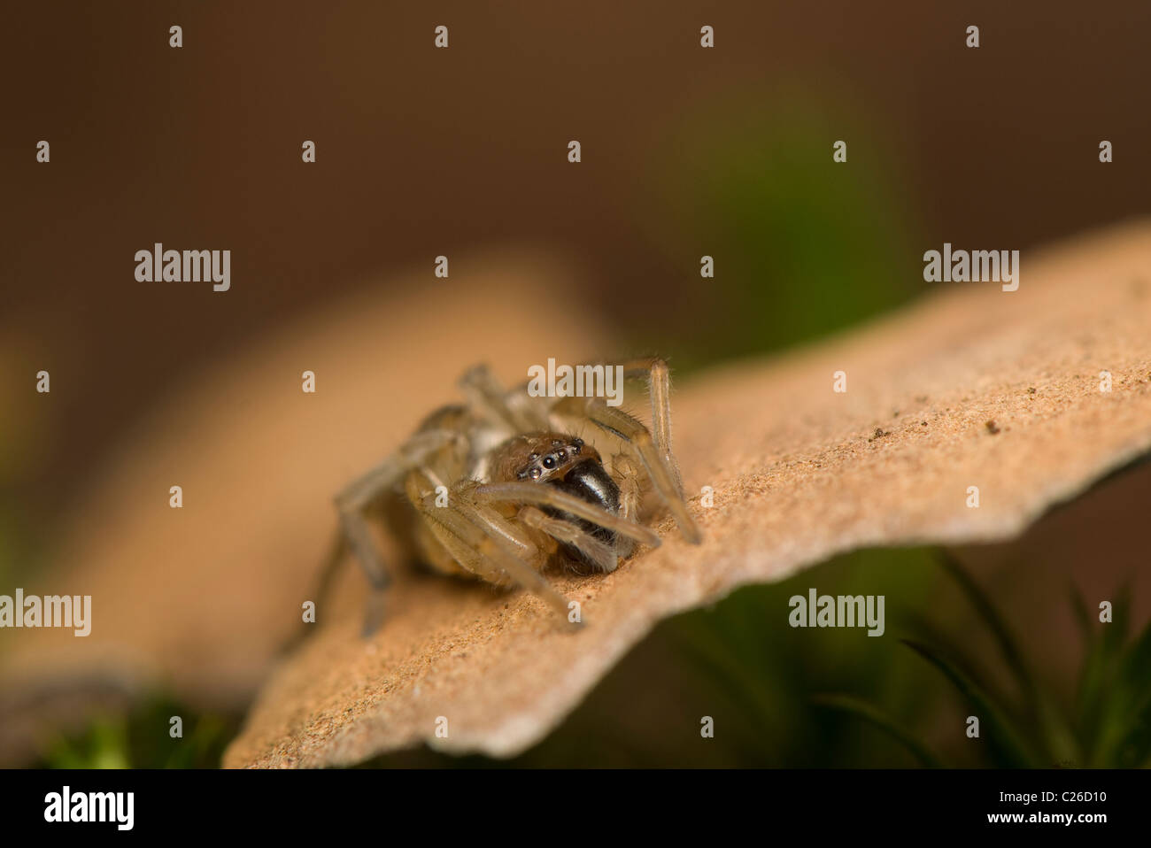 Clubiona spider hi-res stock photography and images - Alamy