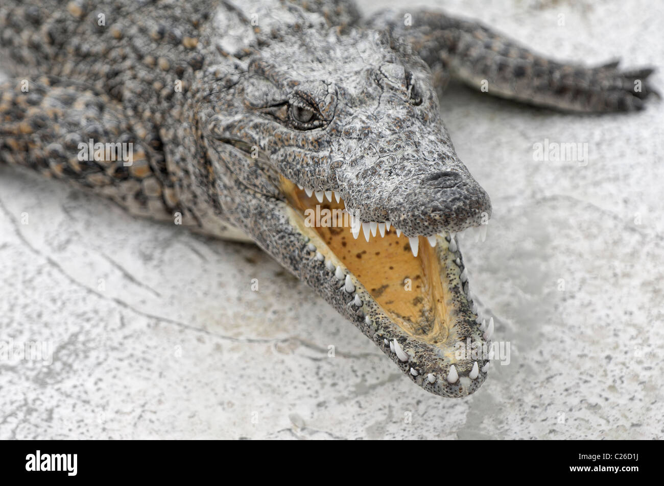 Cuban crocodile (Crocodylus rhombifer) in a breeding farm, Cienaga de ...